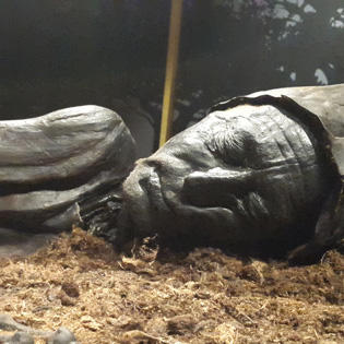 Did prehistoric man seek to limit pain in death? - University of Birmingham