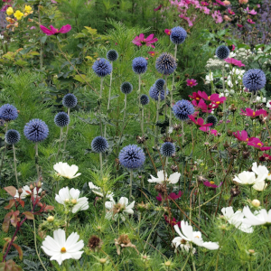 Creative Planting Design – Horticulture Masterclass