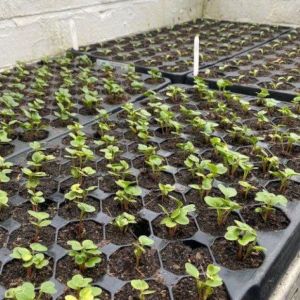 Plant Propagation – Horticulture Masterclass