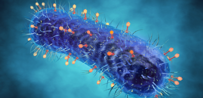 Bacterial predator could help reduce COVID-19 deaths - University of ...