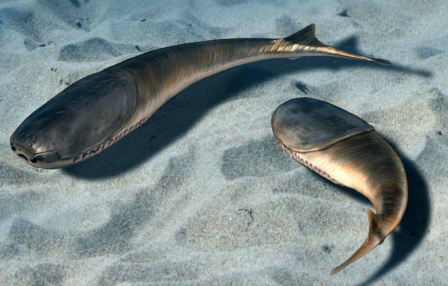 Fragile seashores were 'cradle of evolution' for early fish ...