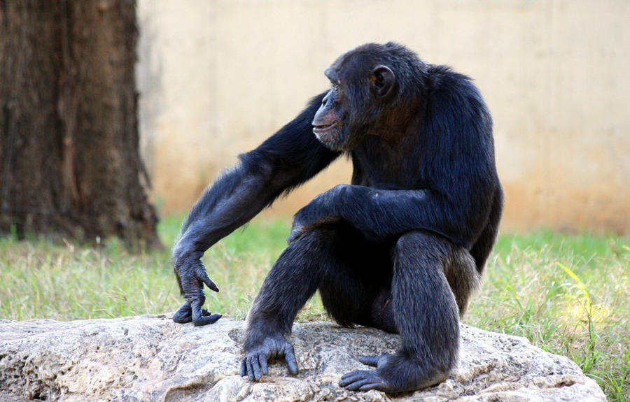 Chimpanzees can learn how to use tools without observing others ...