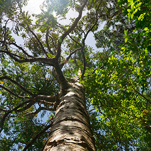 Sonification: What does DNA sound like?