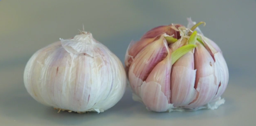 Biology - antimicrobial agents - University of Birmingham