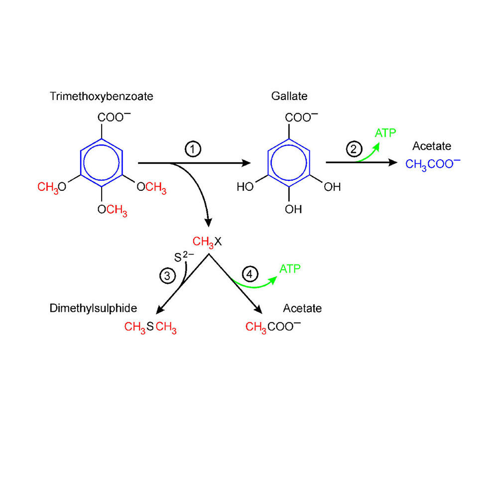 Anaerobic Demethylation - University of Birmingham
