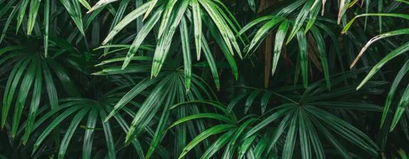 Plant leaf folding leads to nature-inspired engineering - University of ...