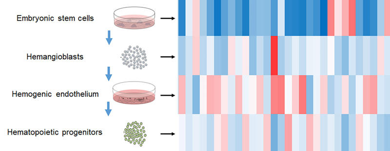 Scientists reveal the genetic code controlling the development of blood ...