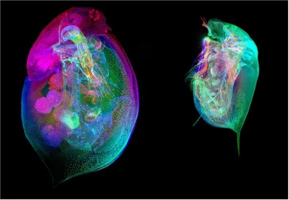 Mapping the water flea’s world – a new atlas - University of Birmingham