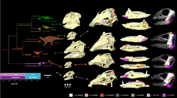 ‘Veggie’ dinosaurs differed in how they ate their food - University of ...