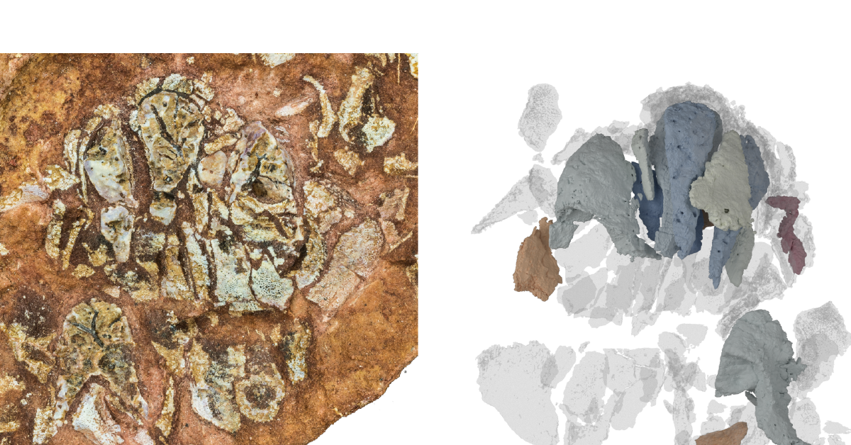 Prehistoric fish fills 100 million year gap in evolution of the skull ...