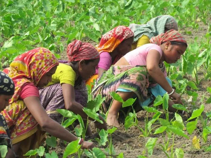 Reinventing the collective farm for equitable agrarian transformation ...