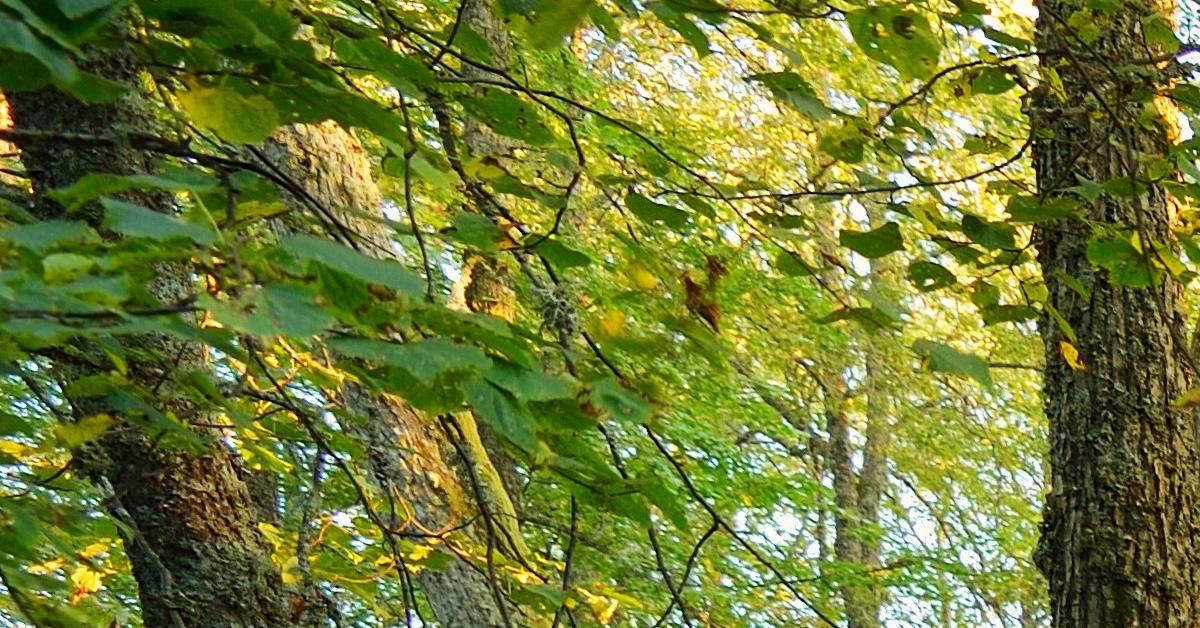 University Joins New National Centre to Protect UK Forests - University ...