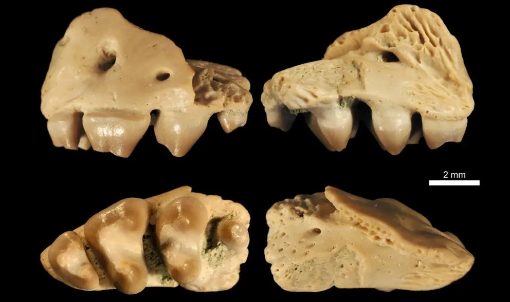 Ancient Reptile with Unique Teeth Found in Gloucestershire - University ...