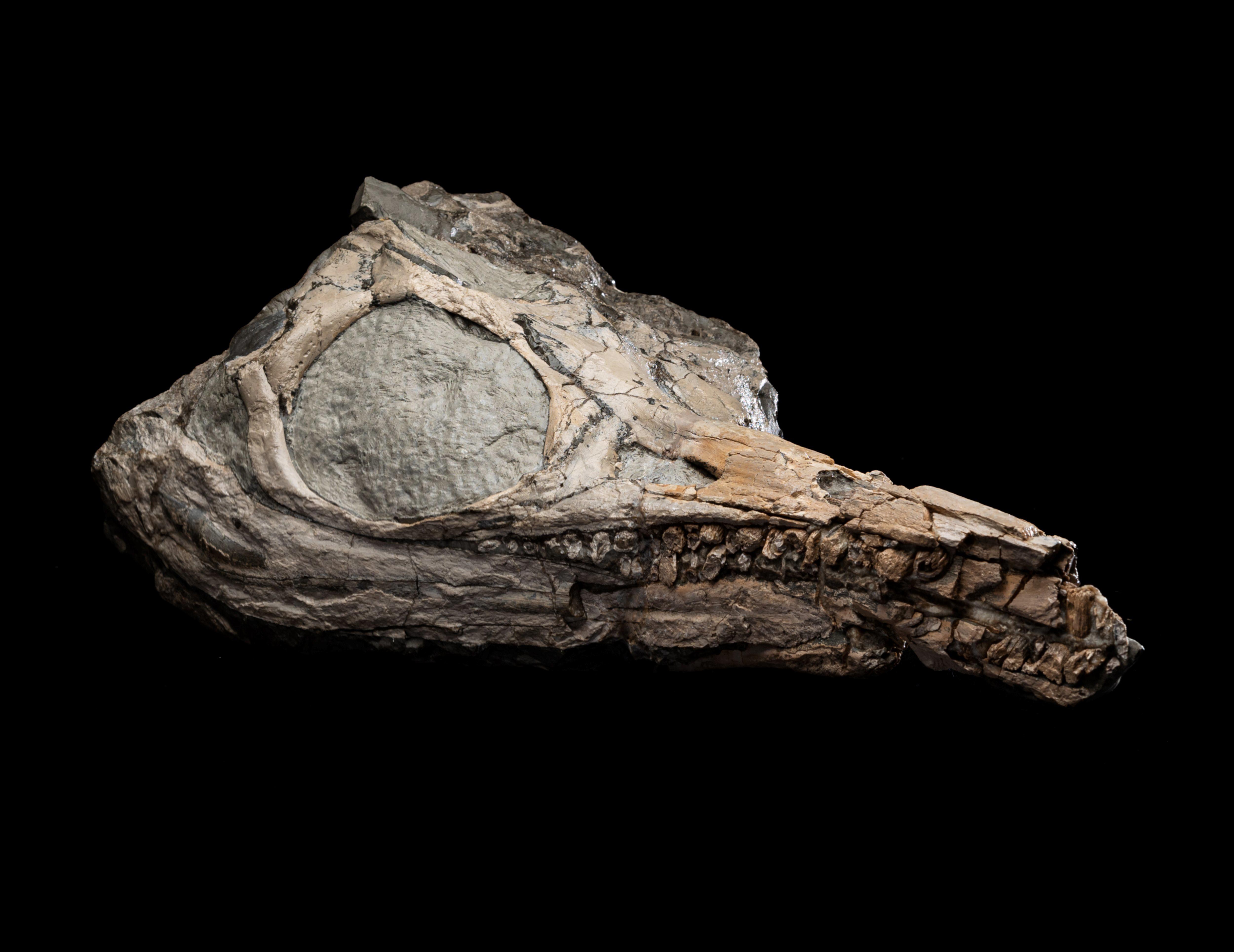 Palaeontology at the Lapworth Museum - University of Birmingham