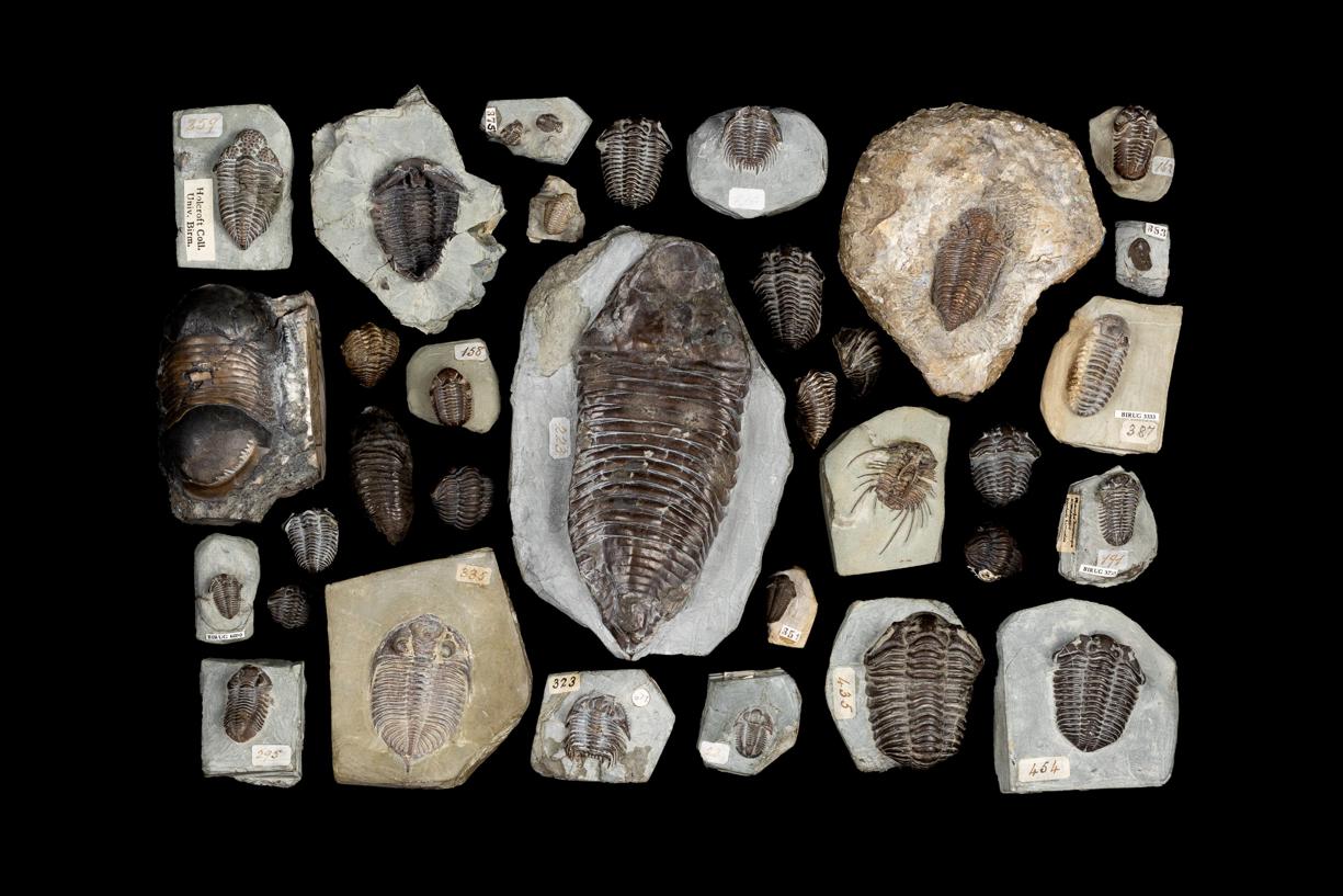 The Lapworth Museum of Geology - University of Birmingham