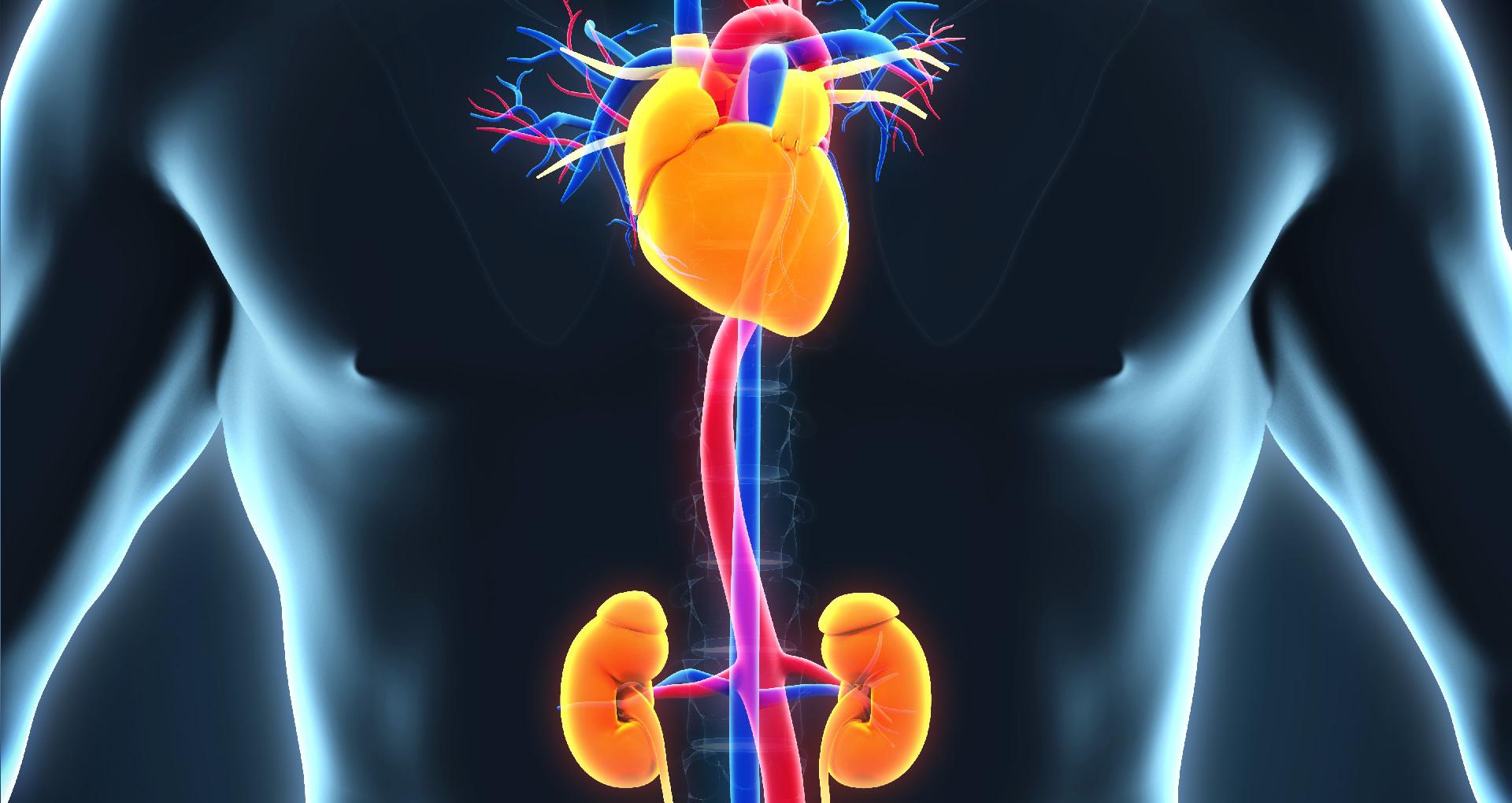 Continue heart failure treatment despite initial kidney reduction, new ...