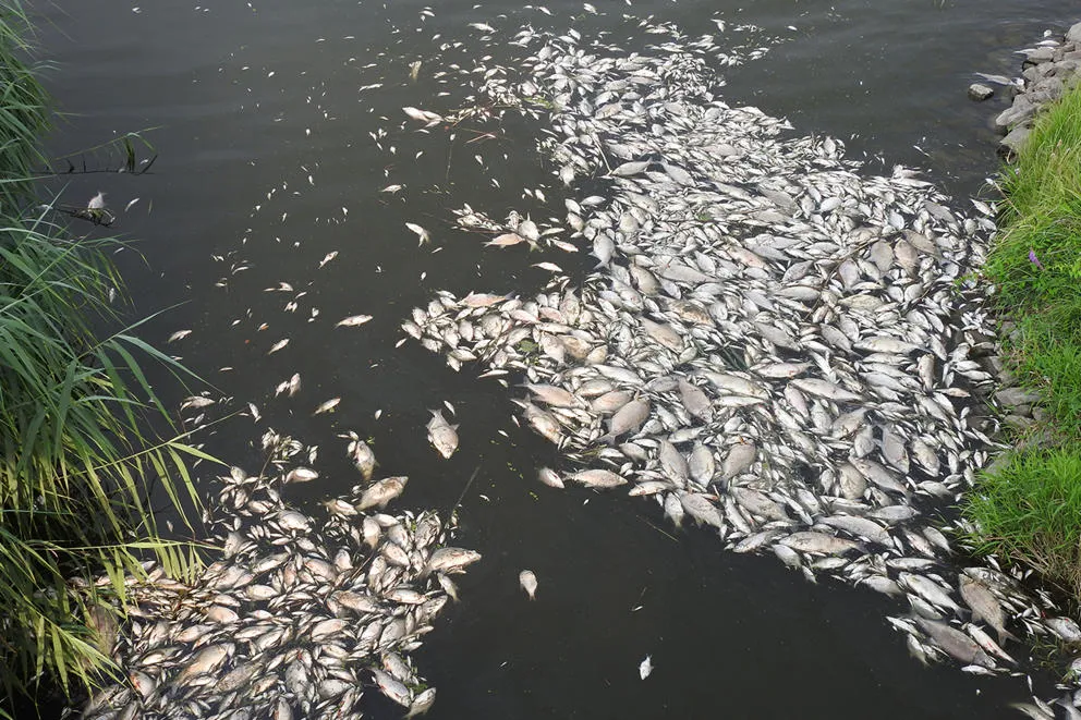 Toxic chemicals caused massive fish deaths - University of Birmingham