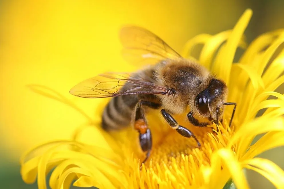 Stressed bees lack the buzz in life - University of Birmingham